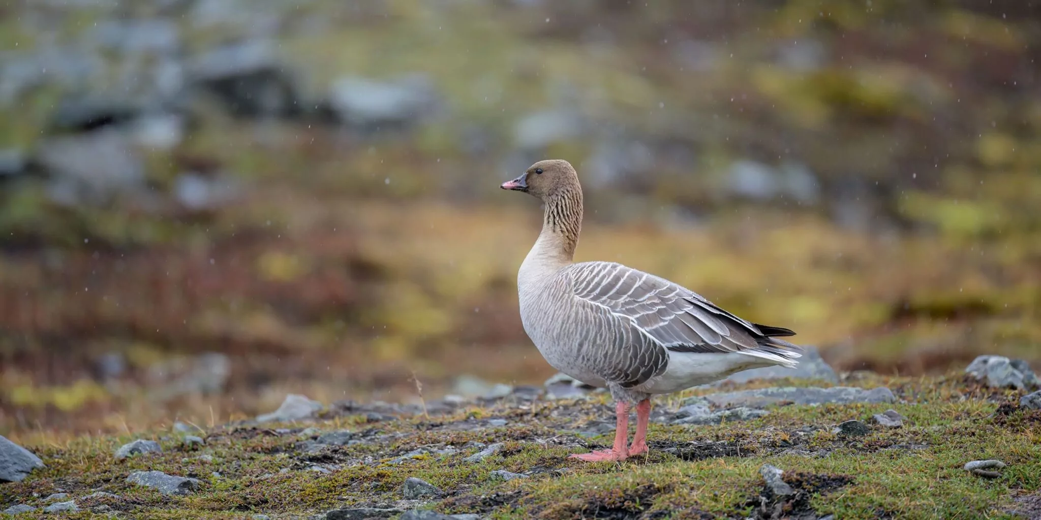 Wintering and migratory bird season: what you need to know - Locogen